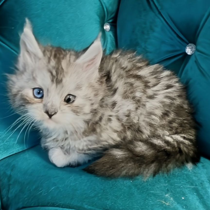 Мейн-кун котёнок