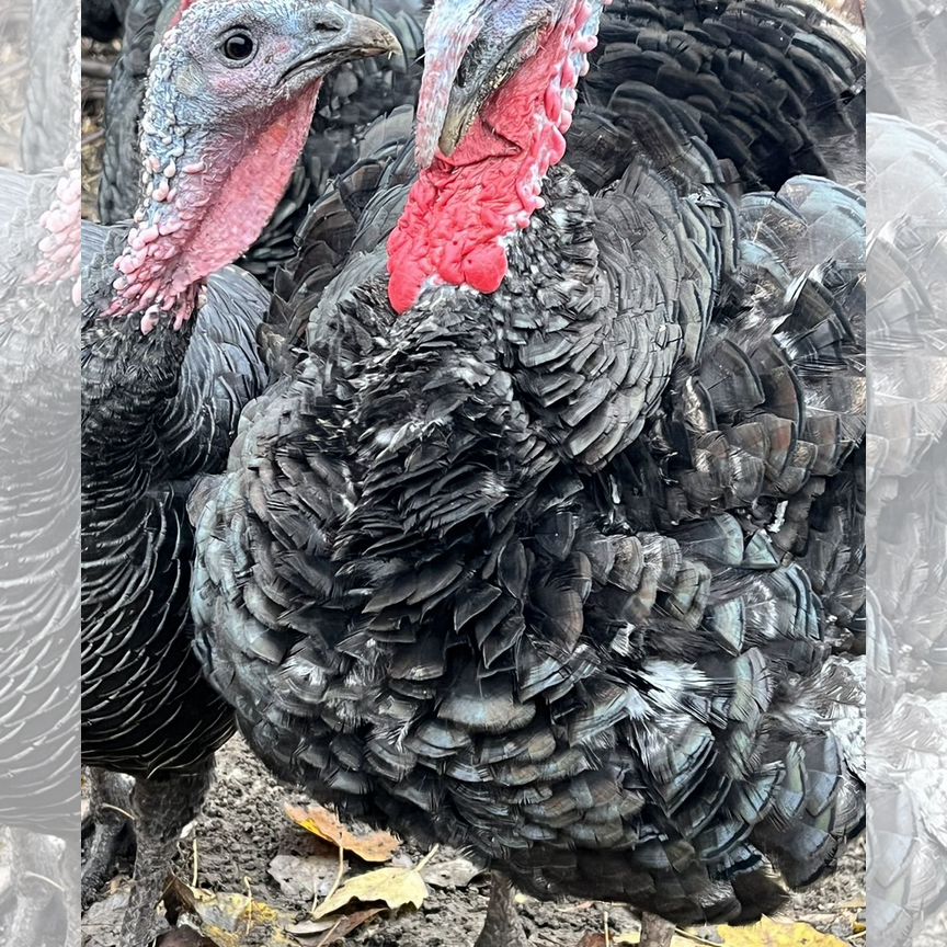 Индюк на племя