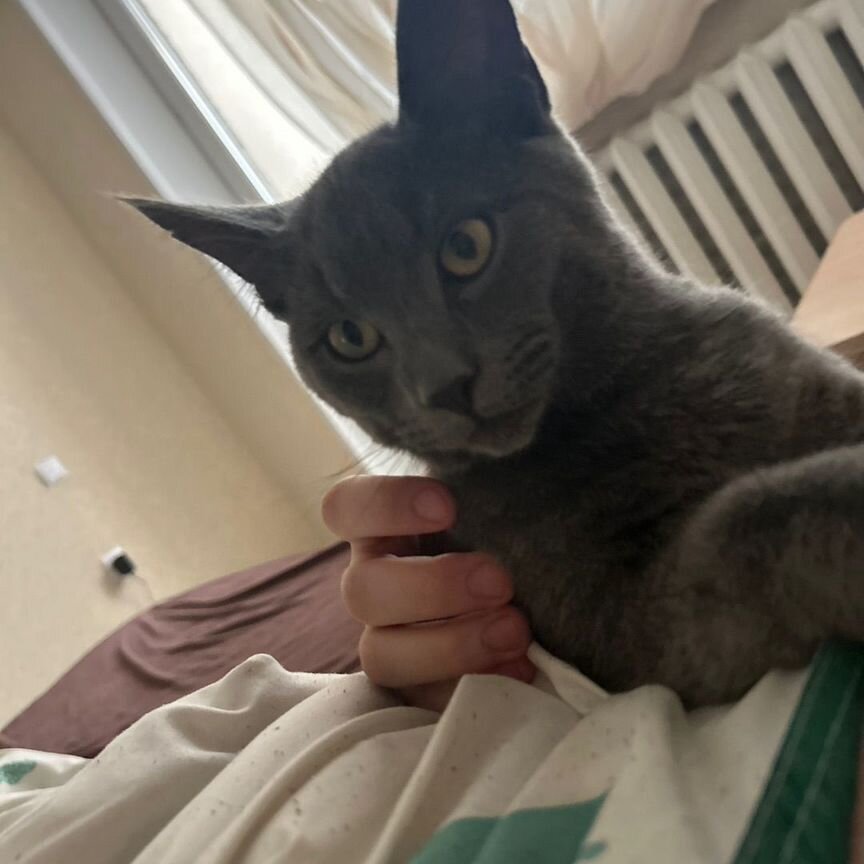 Отдам котенка в добрые руки, мальчик, 6 месяцев