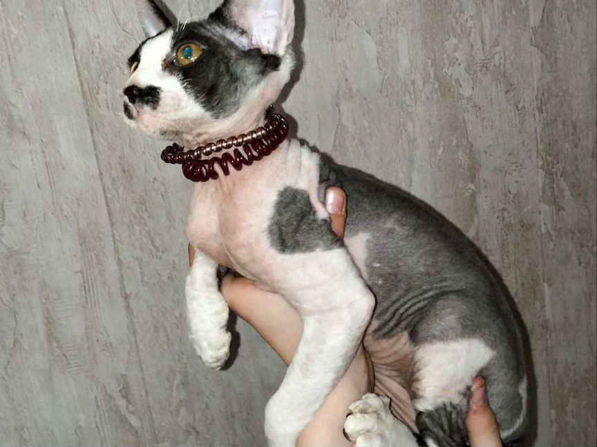Котёнок Донской сфинкс мальчик