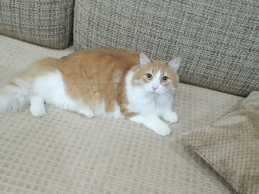 Курильский бобтейл