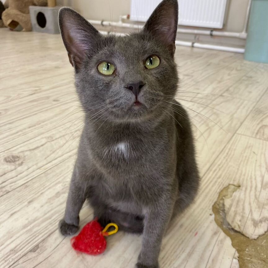 Молодой котик