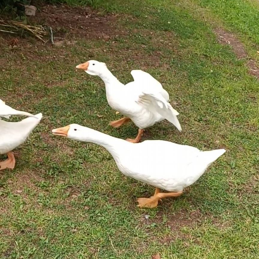 Гуси, 4 месяца