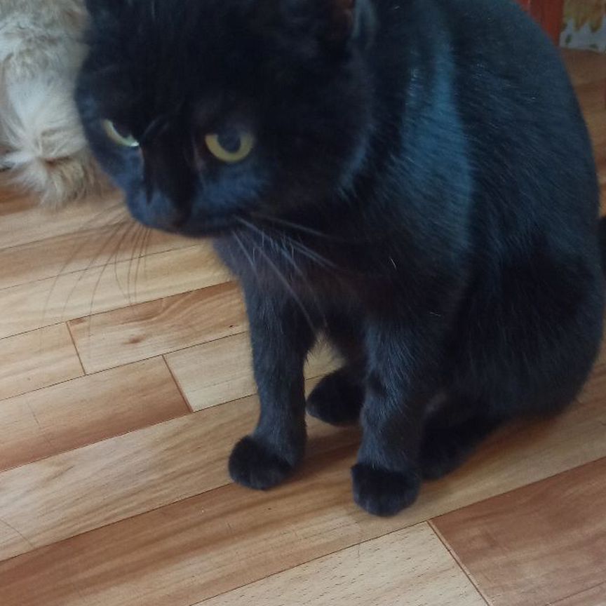 Черная кошка