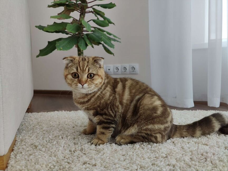 Шотландская вислоухая Кошка