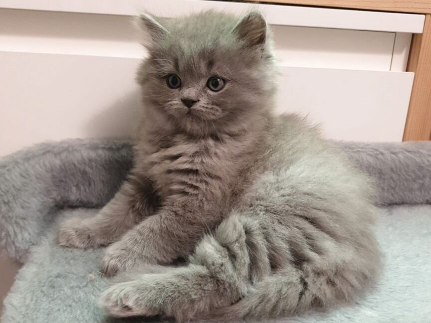 Дымчатая шиншилла