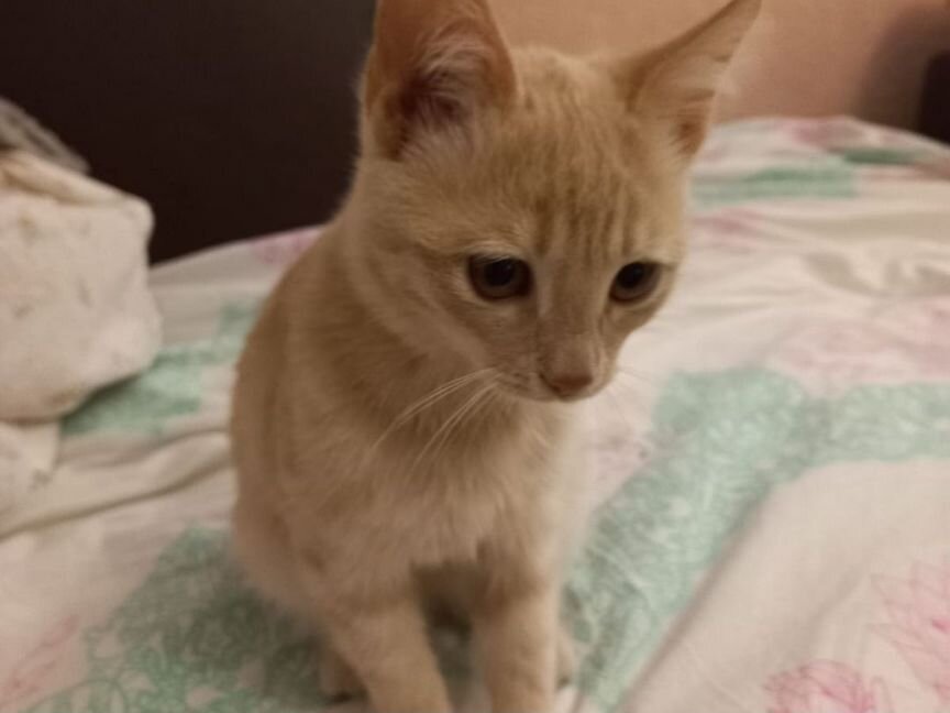 Кошка в добрые руки бесплатно