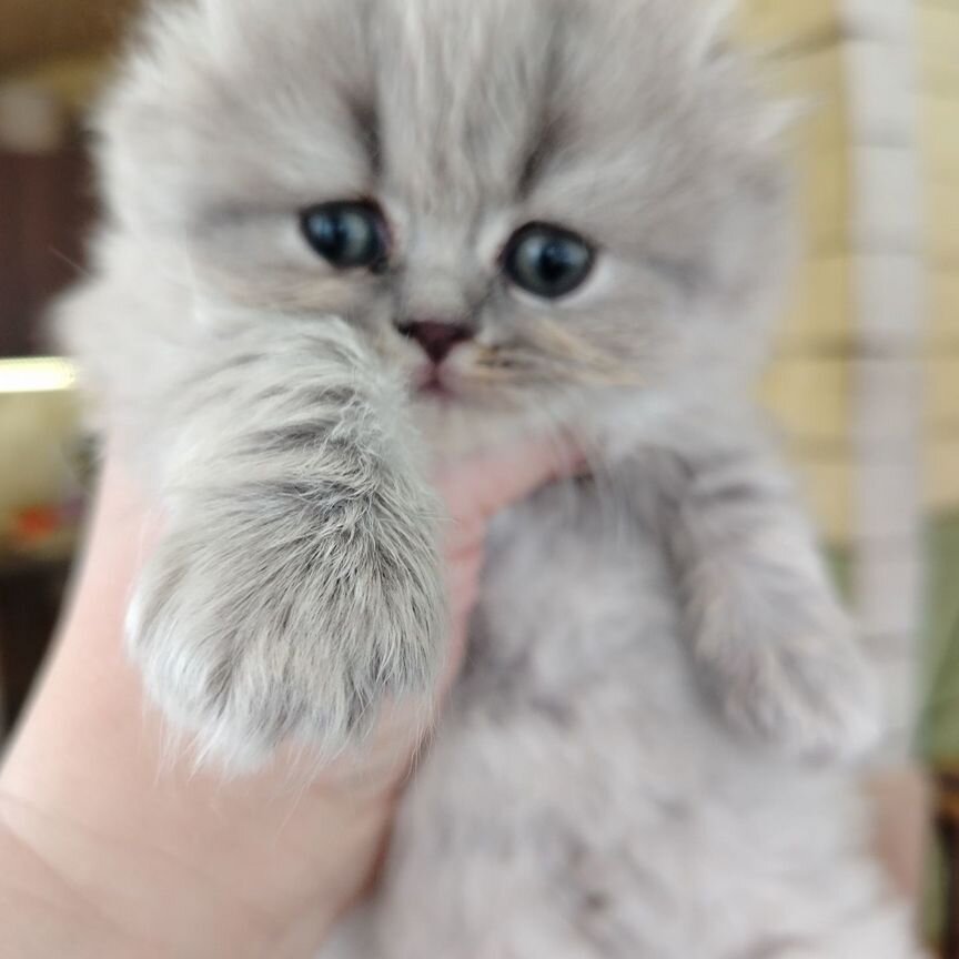 Шотландские вислоухие котята