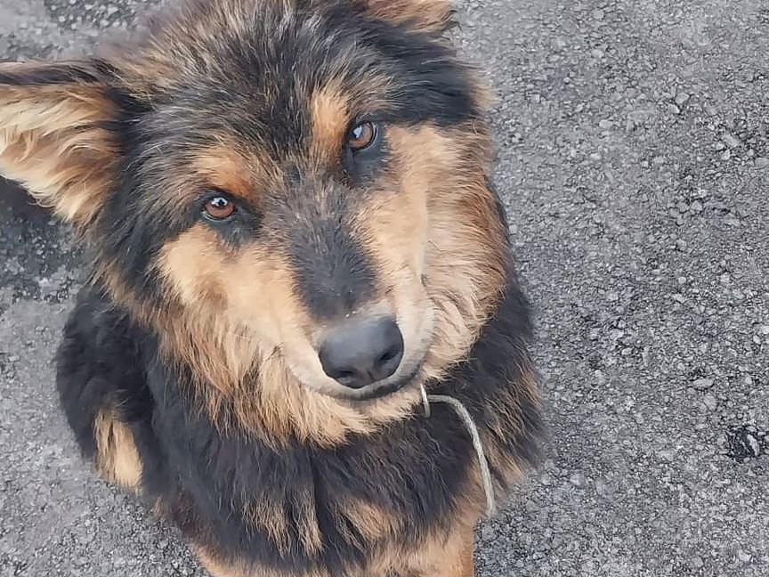 Умный молодой симпатичный песик