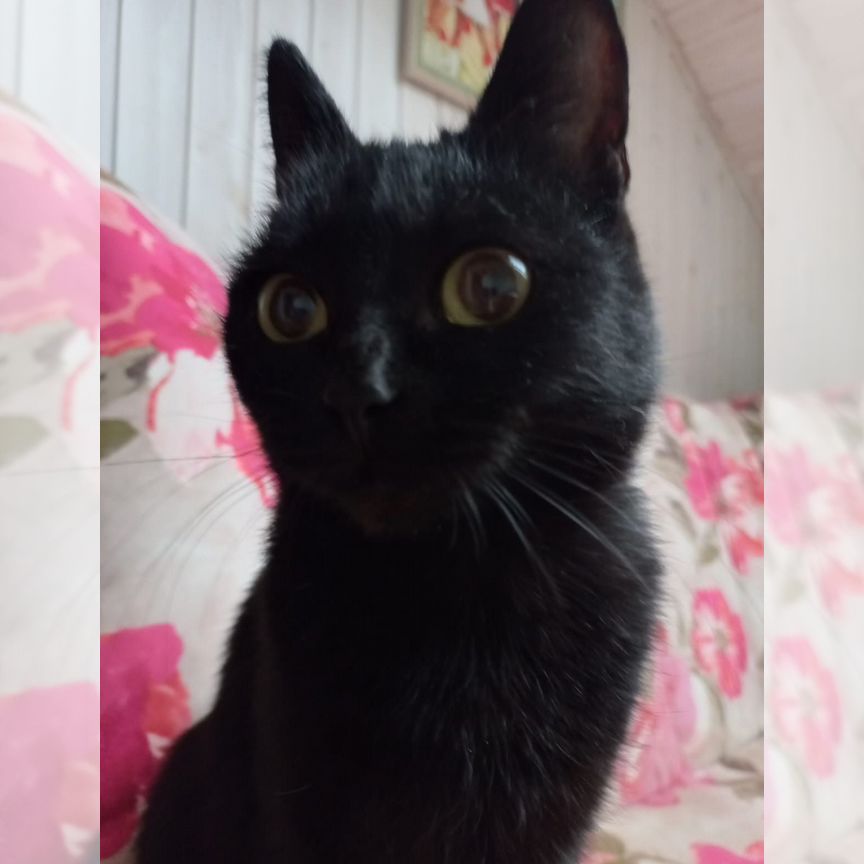 Ласковая кошечка