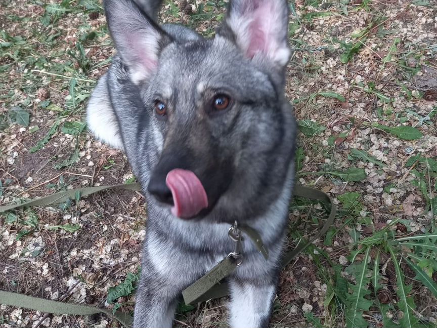 Ганс в добрые руки