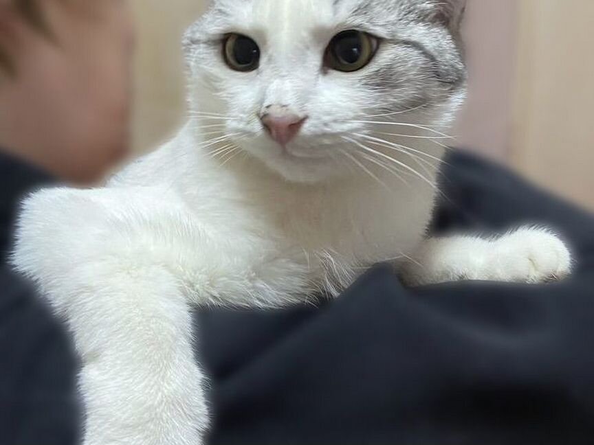Нежная кошечка Пушинка ищет дом