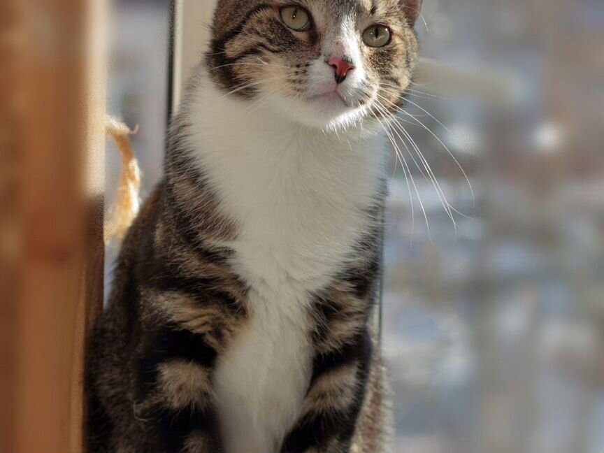 Котята и кошки в добрые руки