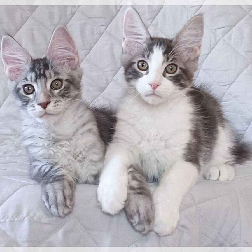 Мейн-кун котёнок