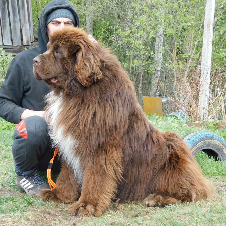 Ньюфаундленд, щенок