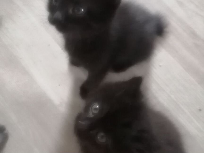 Кошка котёнок без хвоста в дар