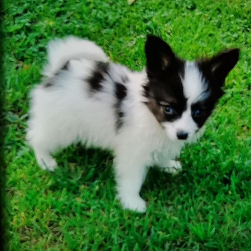 Щенки папийона