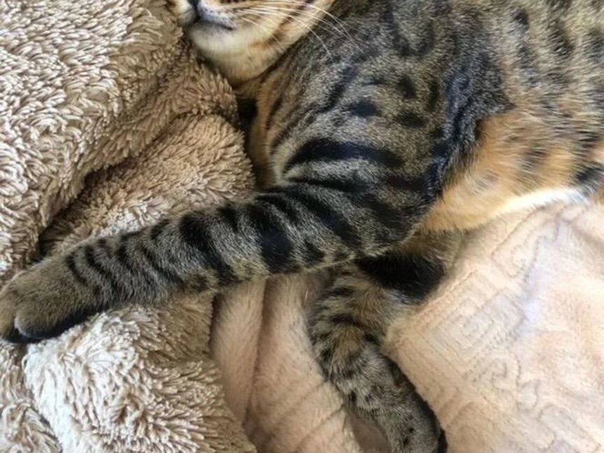 Кот за вознагражление