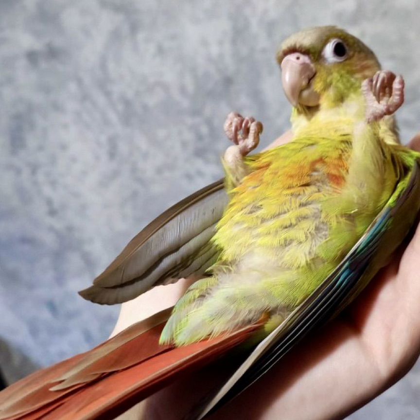 Ручные выкормыши Пиррура 2026 г.р. суперласковые