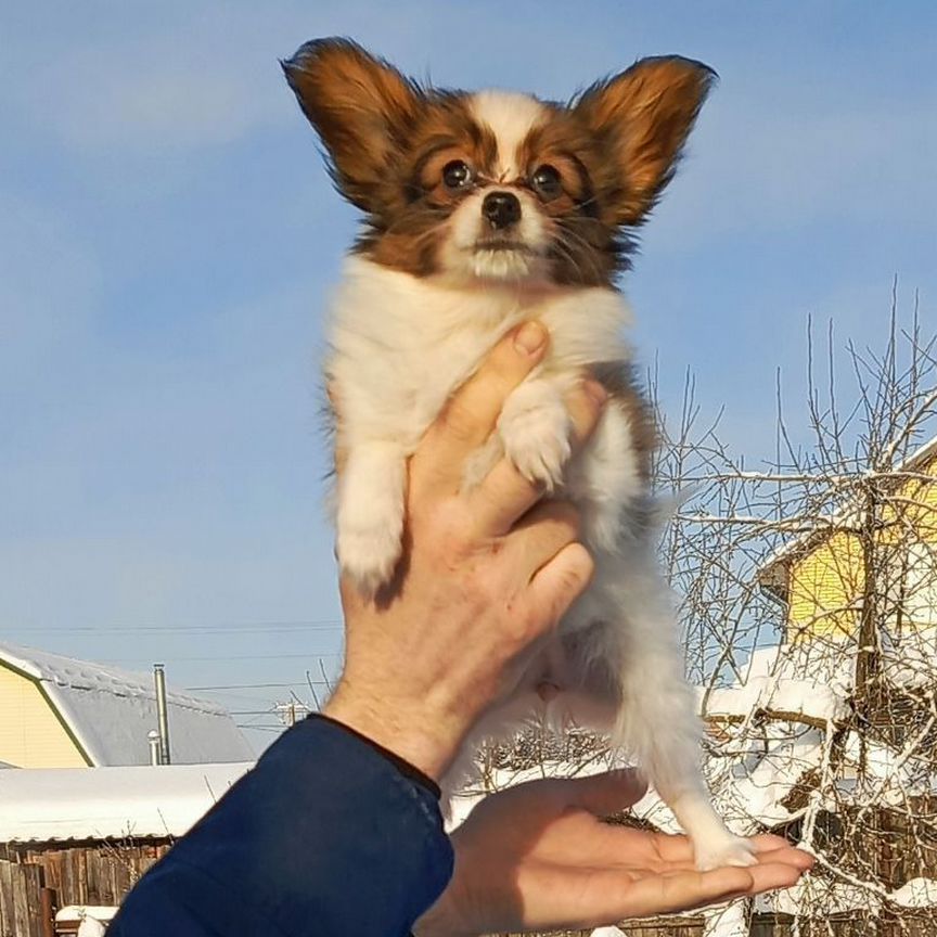 Континентальный той-спаниель папильон, щенок