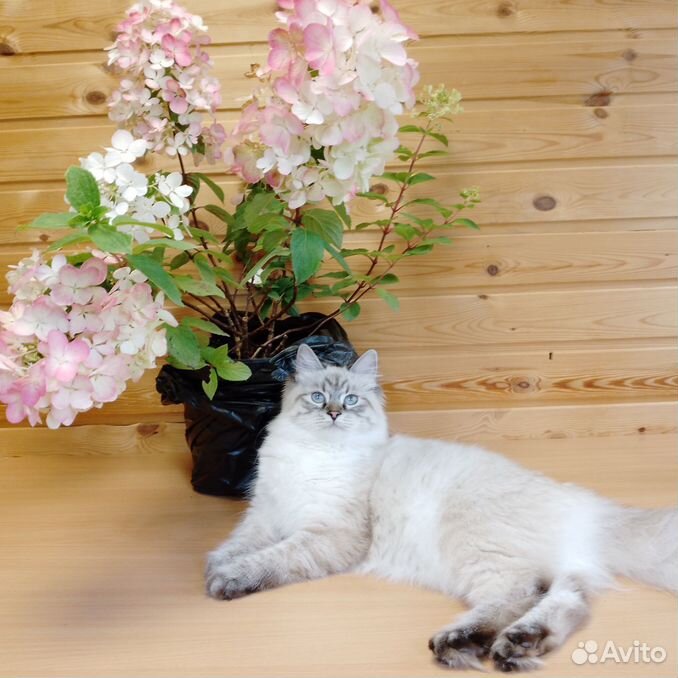 Невская маскарадная девочка