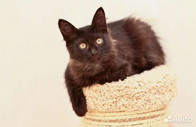 Шоколадный котенок