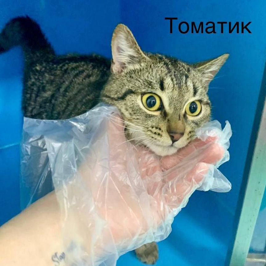 Нереально ласковый котёнок.Выпуск на улицу