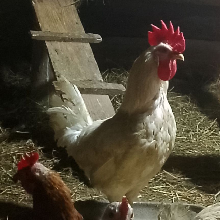 Петухи домашние