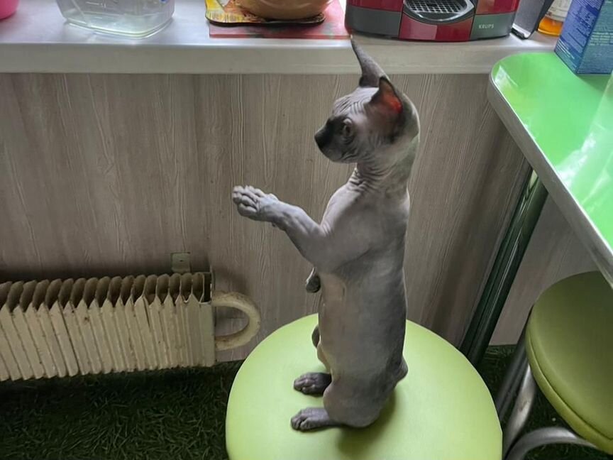 Сфинкс Бомбино котенок
