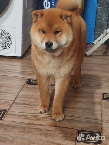 Сиба ину пророщенный мальчик