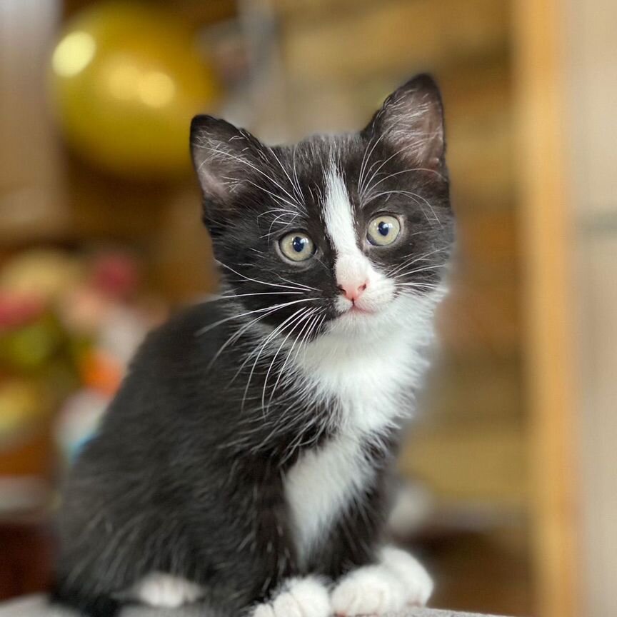 Котенок в добрые руки