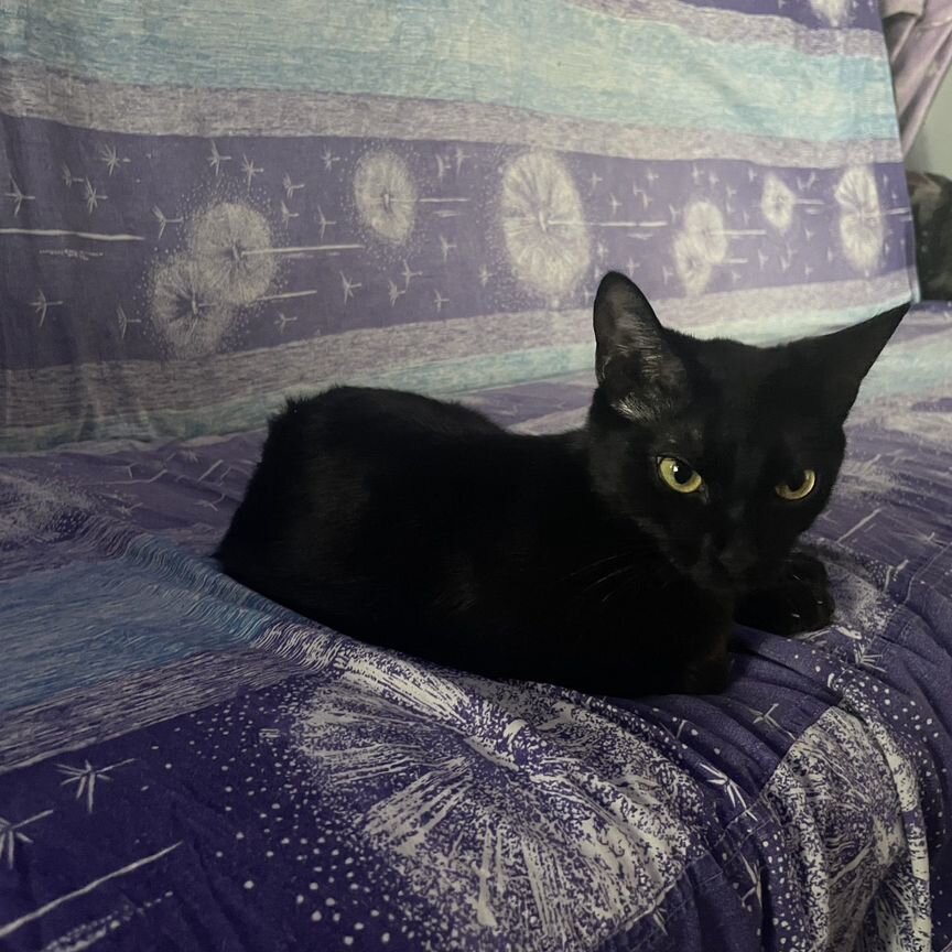 Взрослая, Девочка кошка в добрые руки