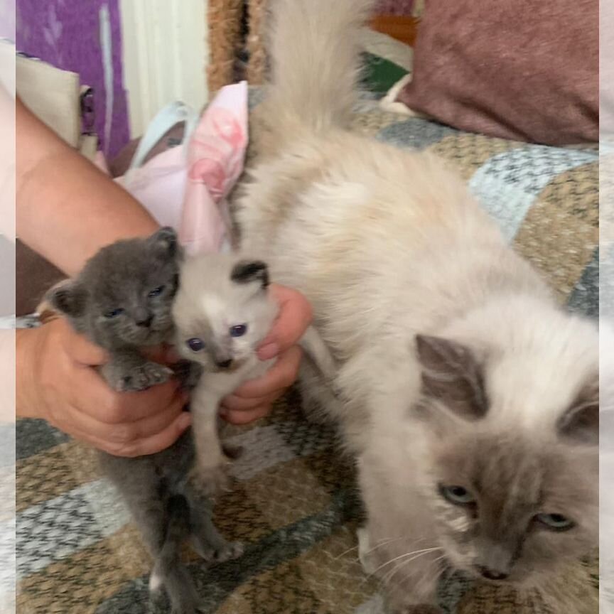 Котята в добрые руки бесплатно