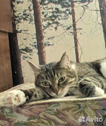 Котик в добрые руки