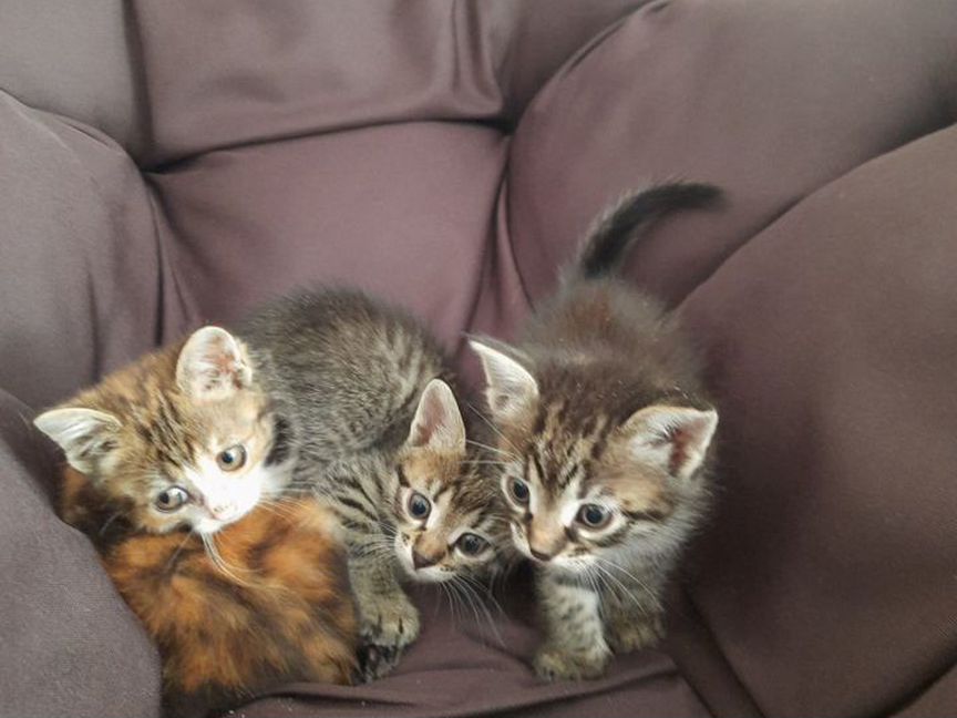Сибирские кошечки мышеловки