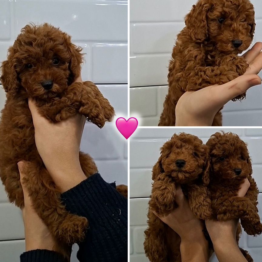 Той-пудель, щенок