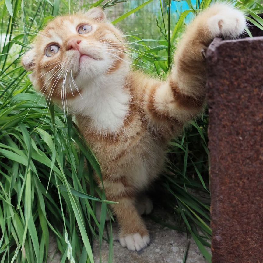 Котёнок в добрые руки