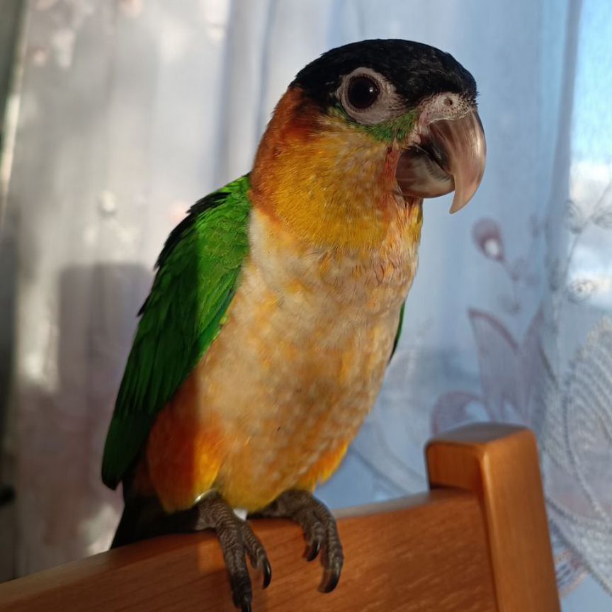 Попугай Каик 3.5 месяца выкормыш