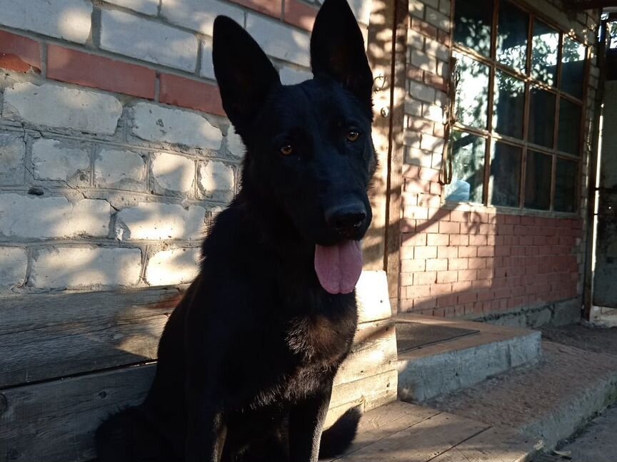 Собака черная немецкая овчарка
