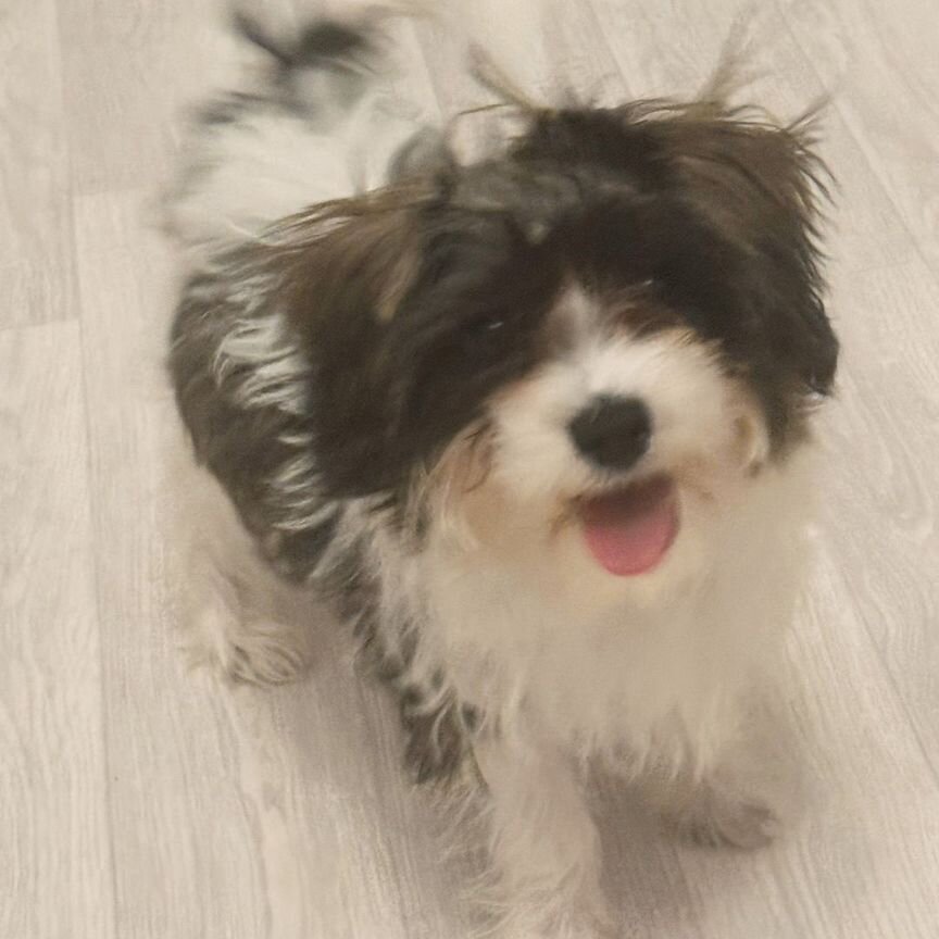 Болонка в добрые руки