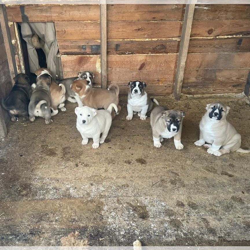 Бурят-монгольский волкодав, щенок