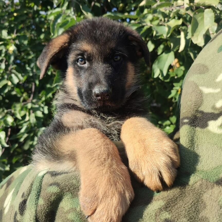 Немецкая овчарка