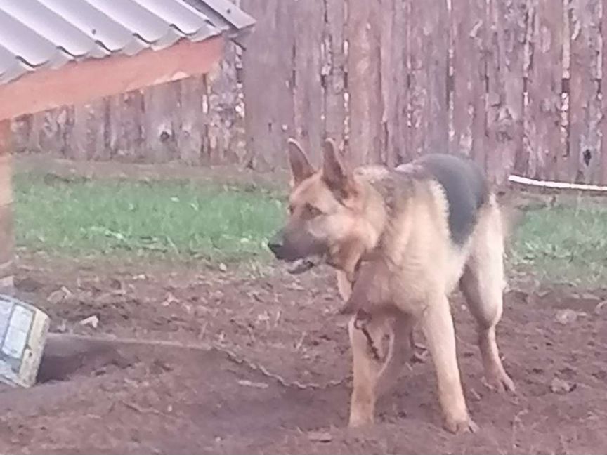 Щенки немецкой овчарки