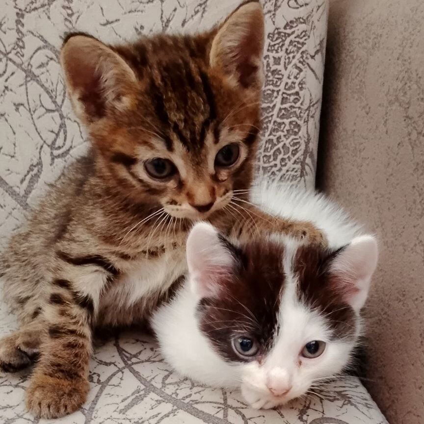 Отдам котят в добрые руки