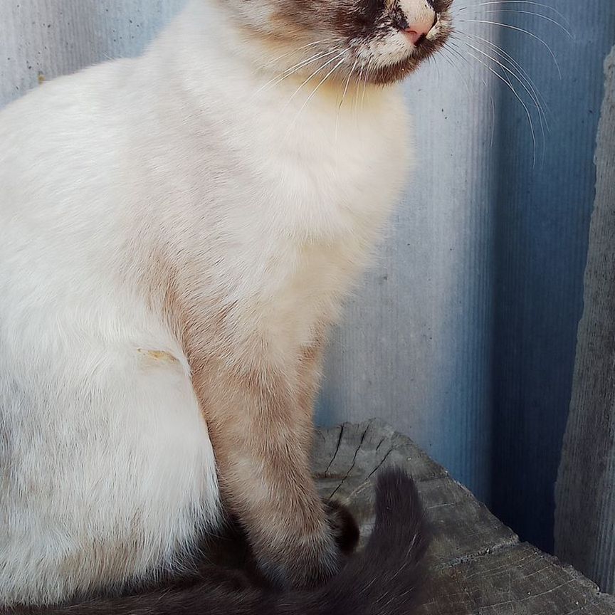 Котёнок сиамская девочка