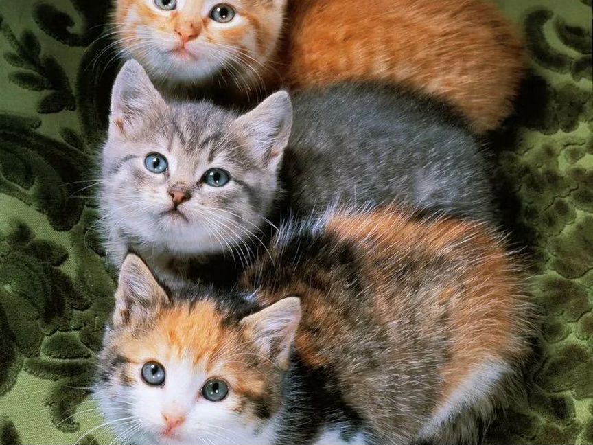 Котята в добрые руки, много разных окрасов, в дар