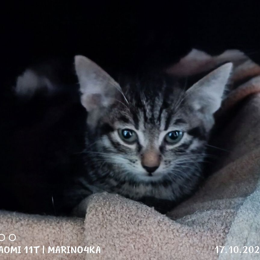 Котята курильский бобтейл