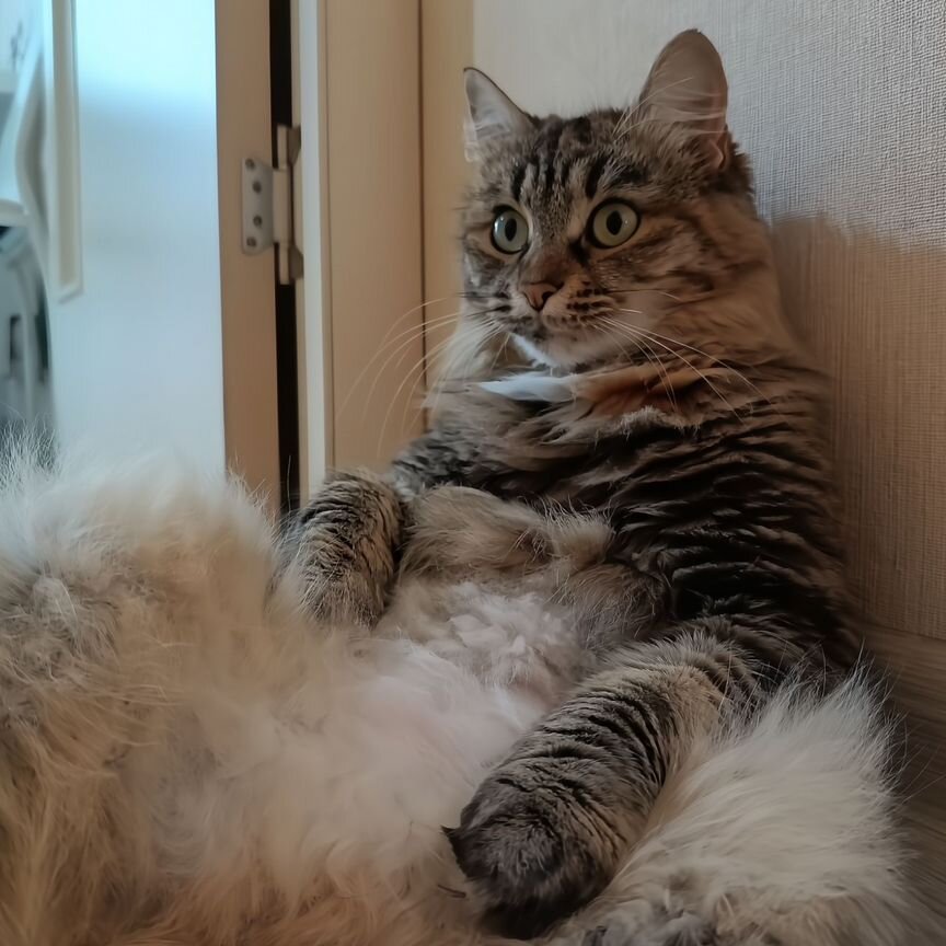 Взрослая кошка в добрые руки