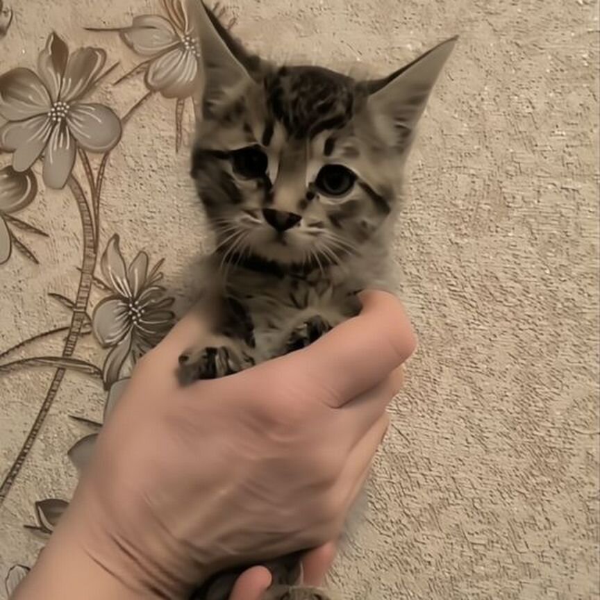 Котёнок в добрые руки