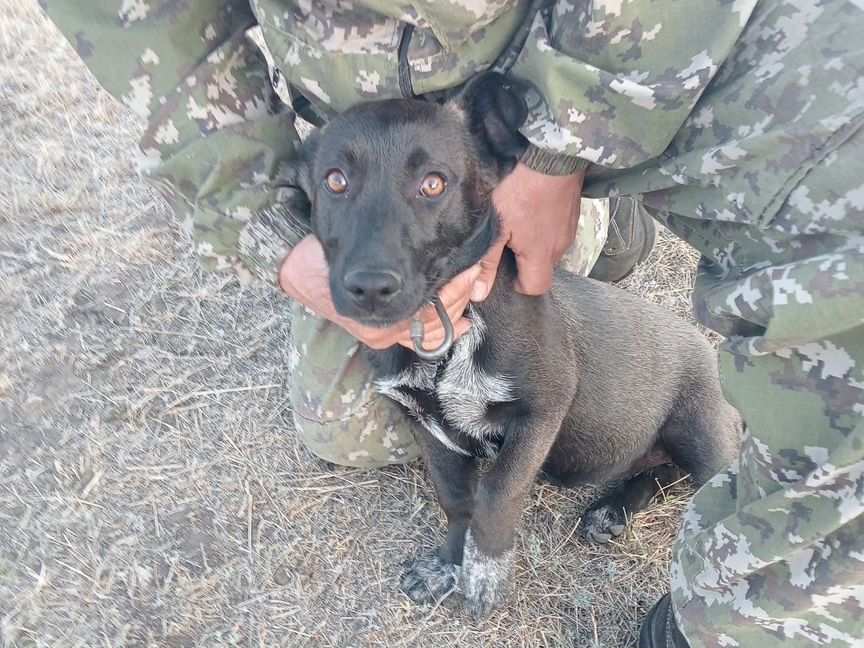 Найдена собака. Хозяин отзовись